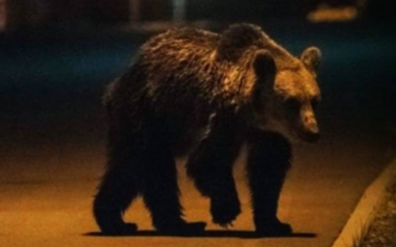 Mesaj RO-ALERT: Urs în comuna Oșorhei! - AlesdOnline